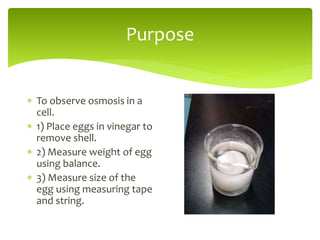 raeesaEgg osmosis experiment | PPTX | Chemistry | Science