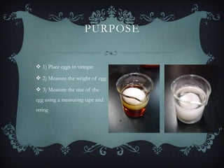 Serena Egg osmosis experiment | PPTX