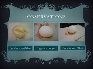 Serena Egg osmosis experiment | PPTX