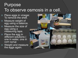 Angelika Egg Osmosis | PPTX