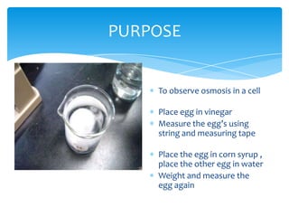 Egg osmosis project | PPT