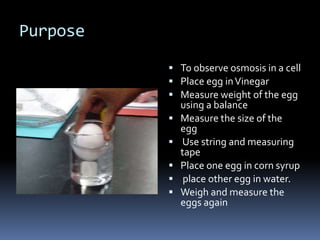 Egg osmosis project | PPT