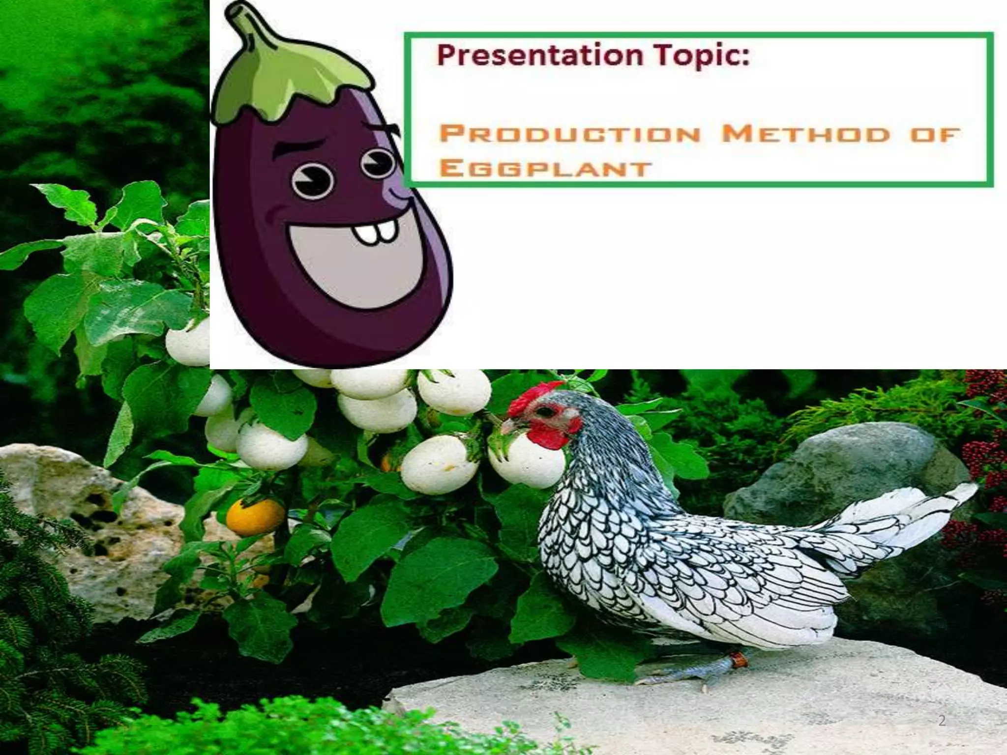 Eggplant production overview by Reja | PPTX