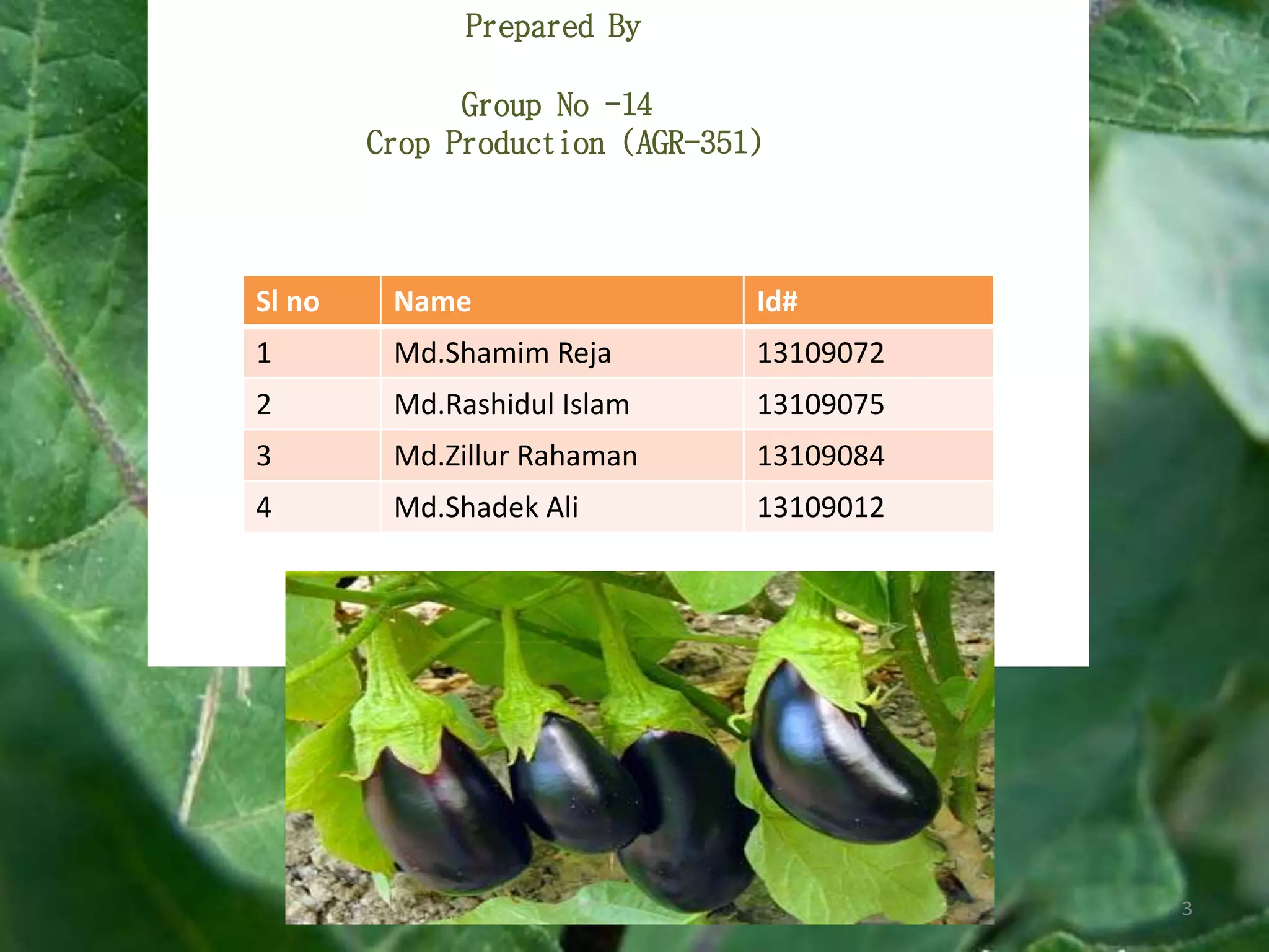 Eggplant production overview by Reja | PPTX