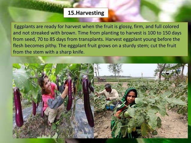 Eggplant production overview by Reja | PPTX | Agriculture | Industries