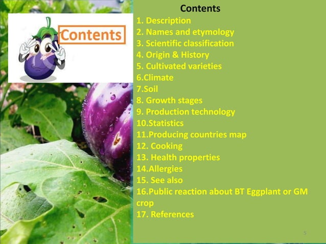 Eggplant production overview by Reja | PPTX | Agriculture | Industries