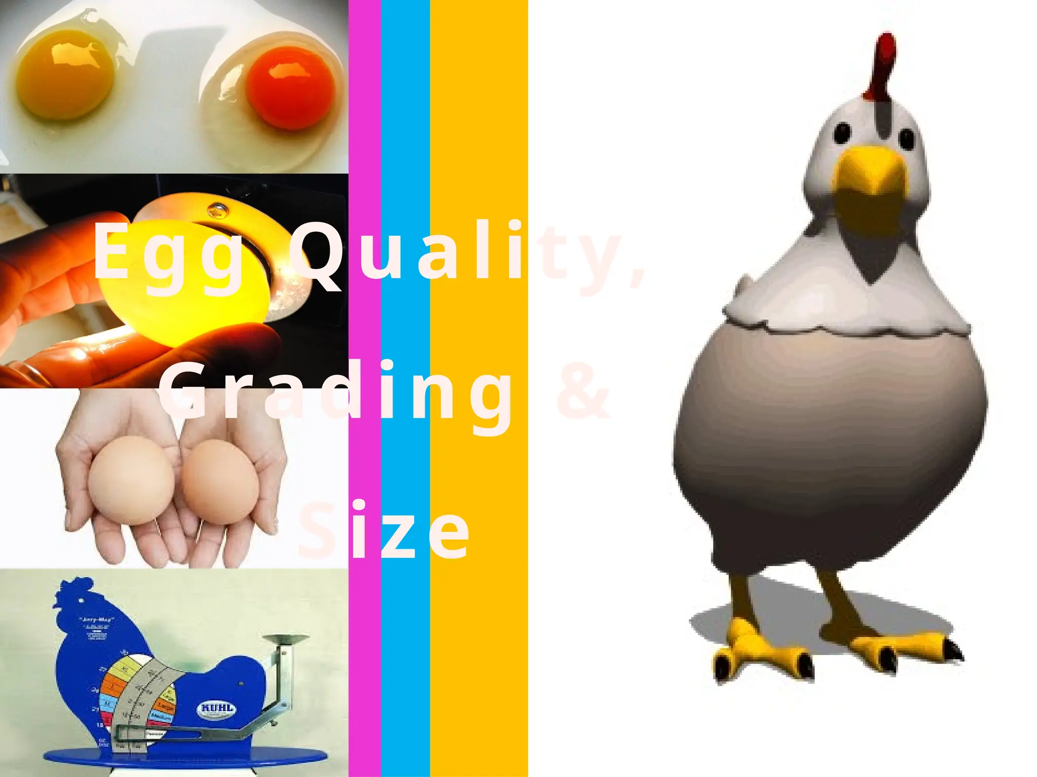 THE GOOD AND BAD QUALITYY OF EGGS.pptx