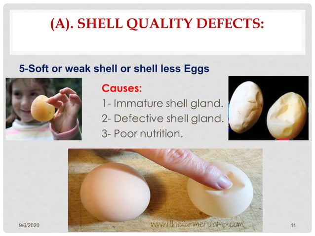 Egg quality defects | PPTX