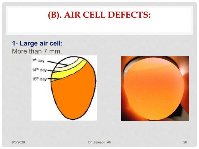 Egg quality defects | PPTX