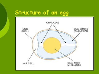 Eggs | PPT