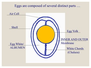 EGGS.ppt | Cooking | Food & Drink