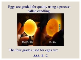 EGGS.ppt