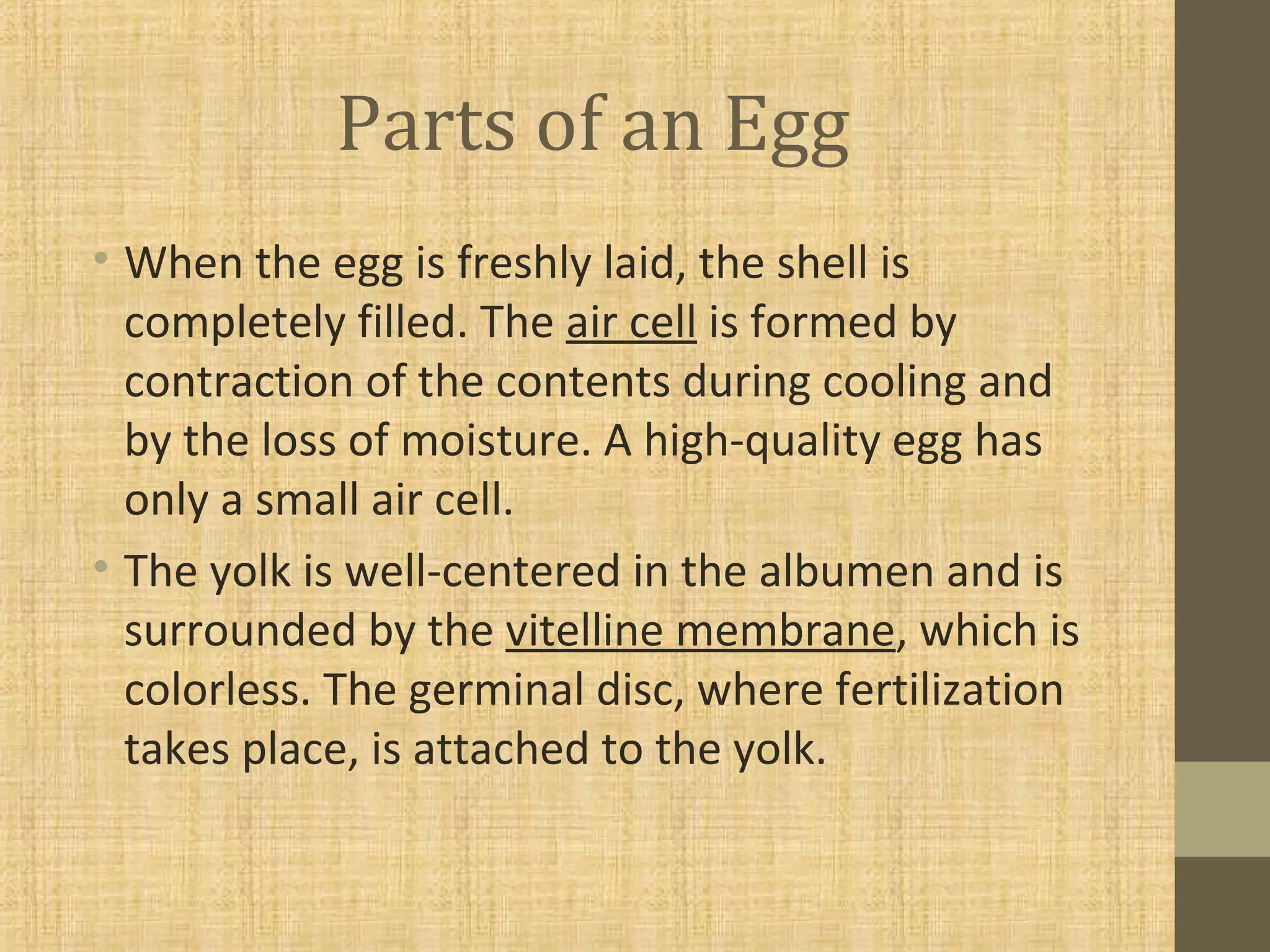 Eggs | PPT