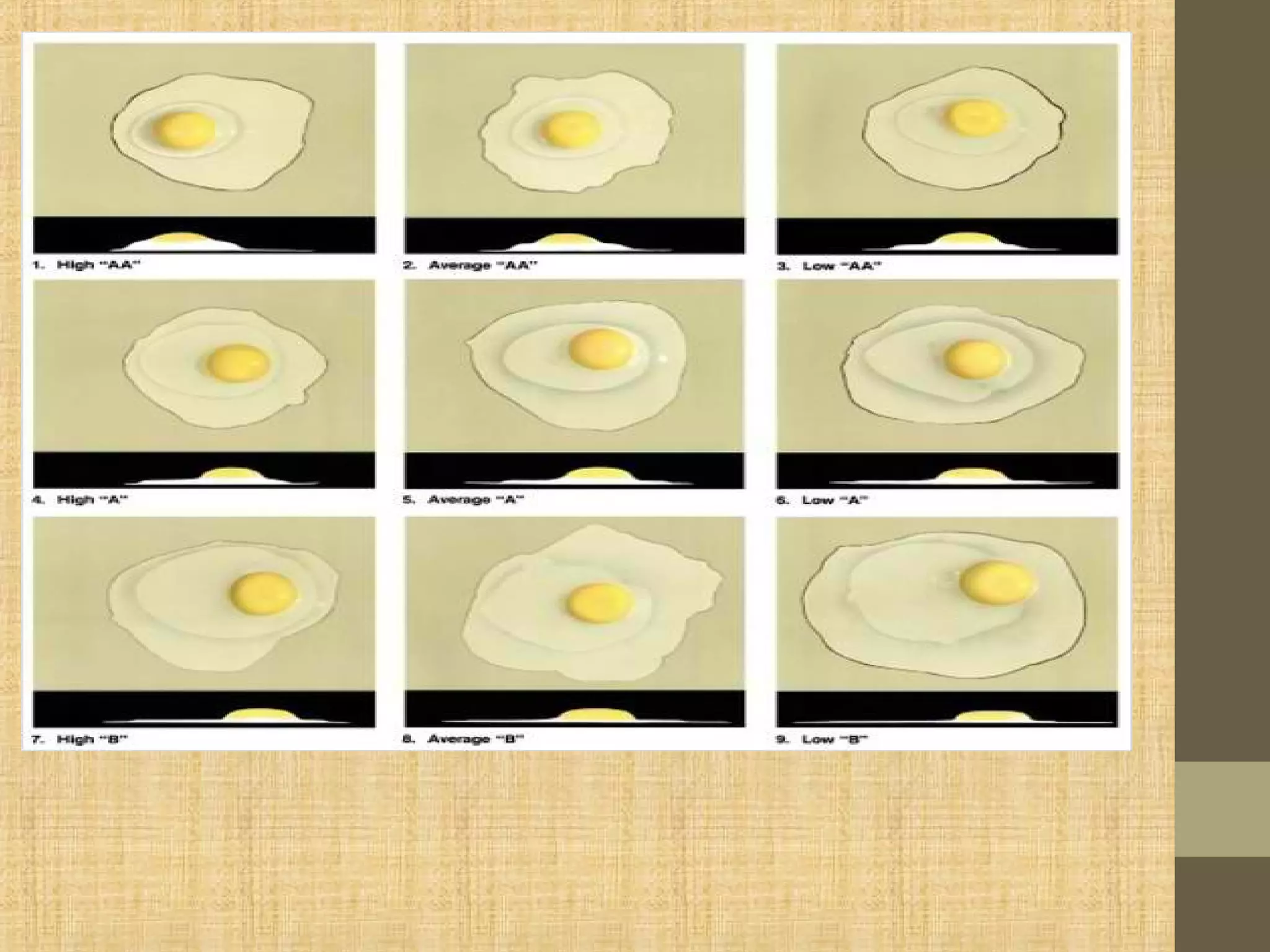 Eggs | PPT