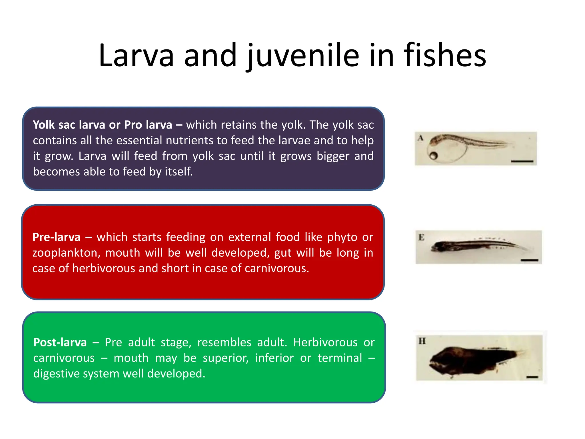 Eggs and larval dynamics of finfish and shellfish.pptx