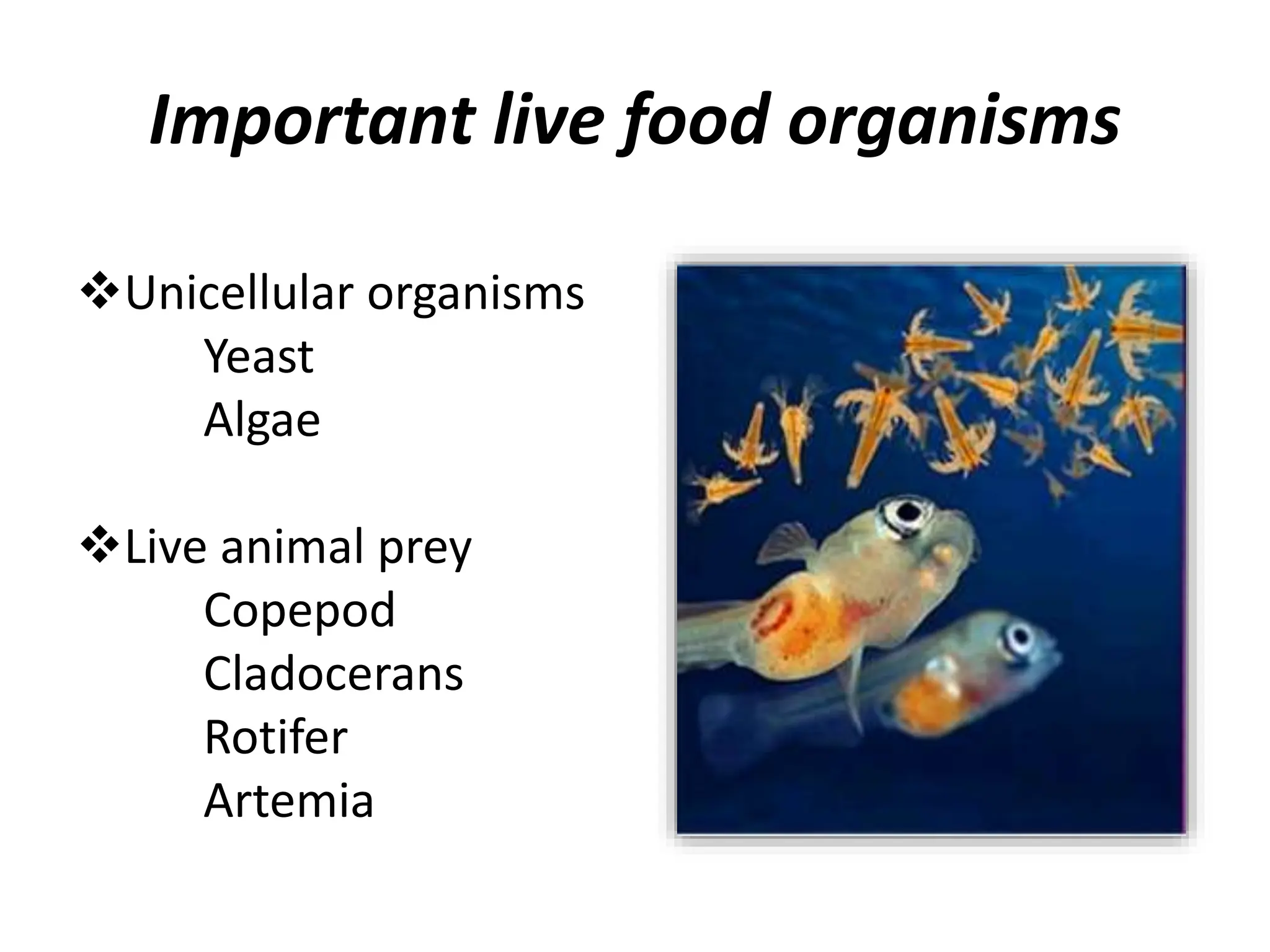 Eggs and larval dynamics of finfish and shellfish.pptx