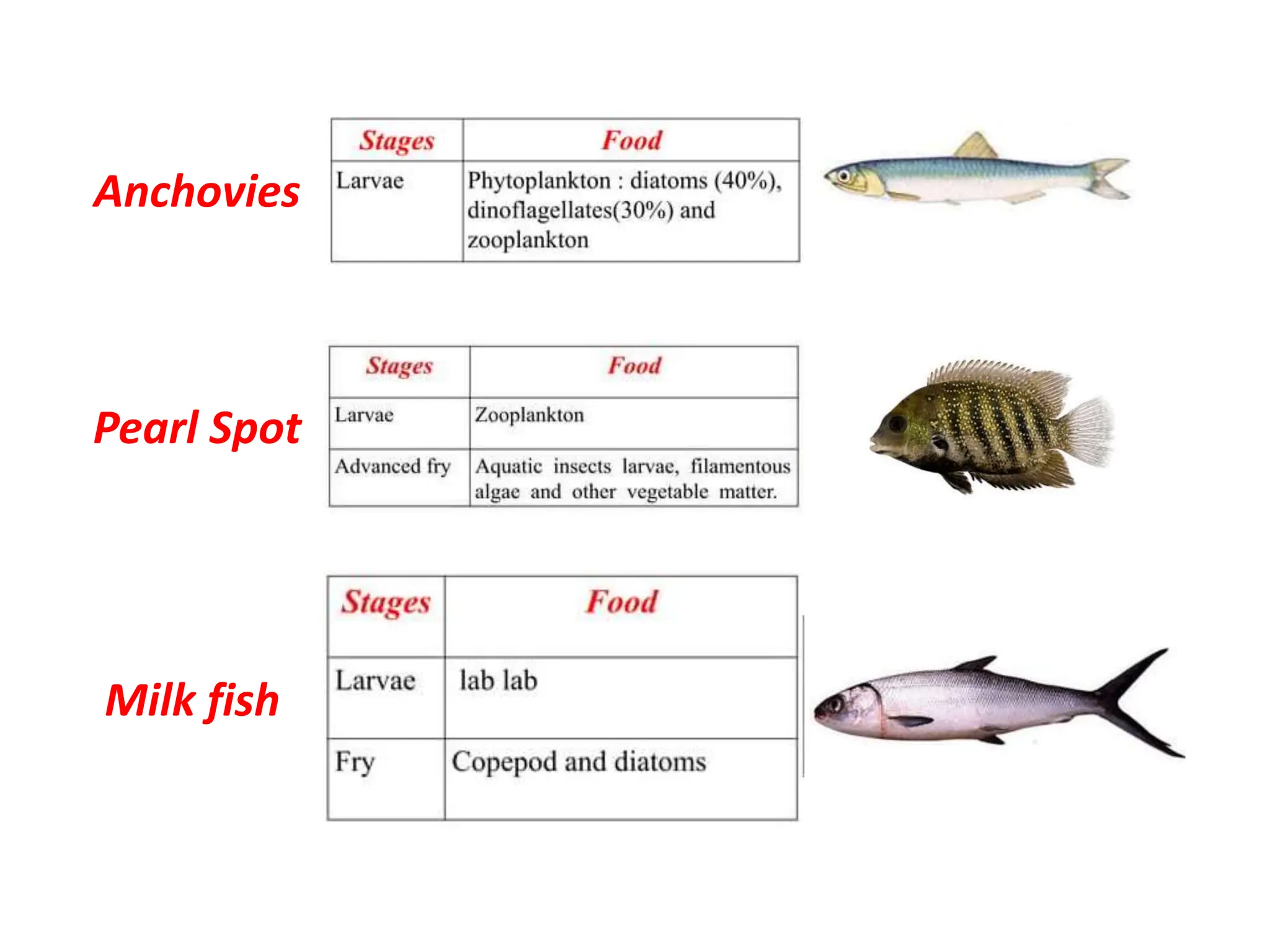 Eggs and larval dynamics of finfish and shellfish.pptx