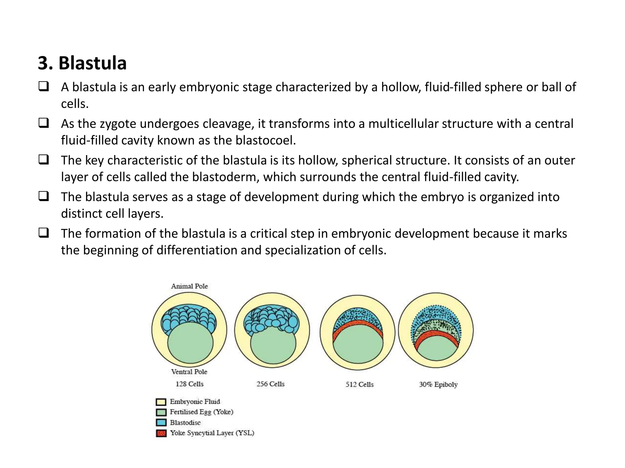 Eggs and larval dynamics of finfish and shellfish.pptx