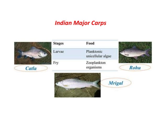Eggs and larval dynamics of finfish and shellfish.pptx