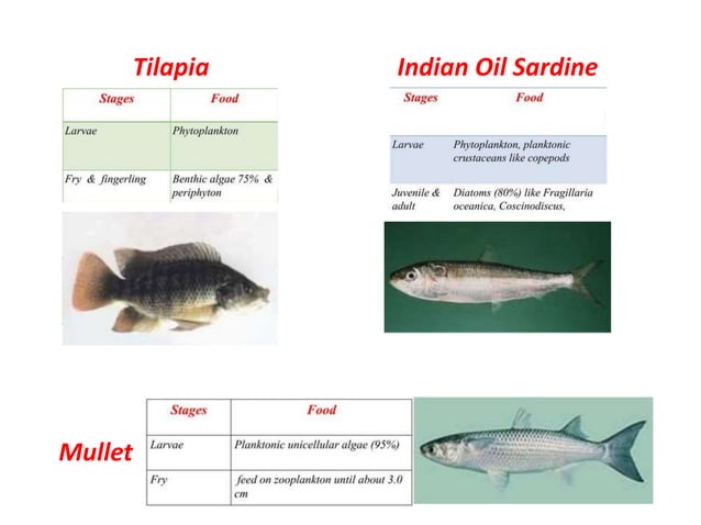 Eggs and larval dynamics of finfish and shellfish.pptx