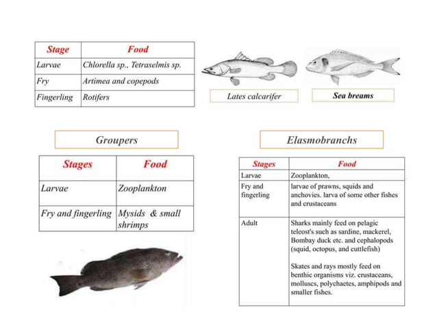 Eggs and larval dynamics of finfish and shellfish.pptx