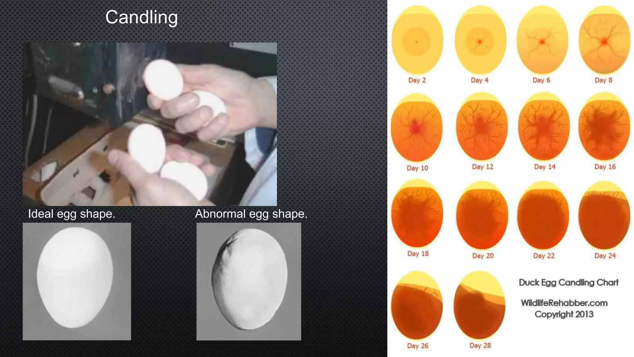Egg Science and Technology-converted-compressed.pdf