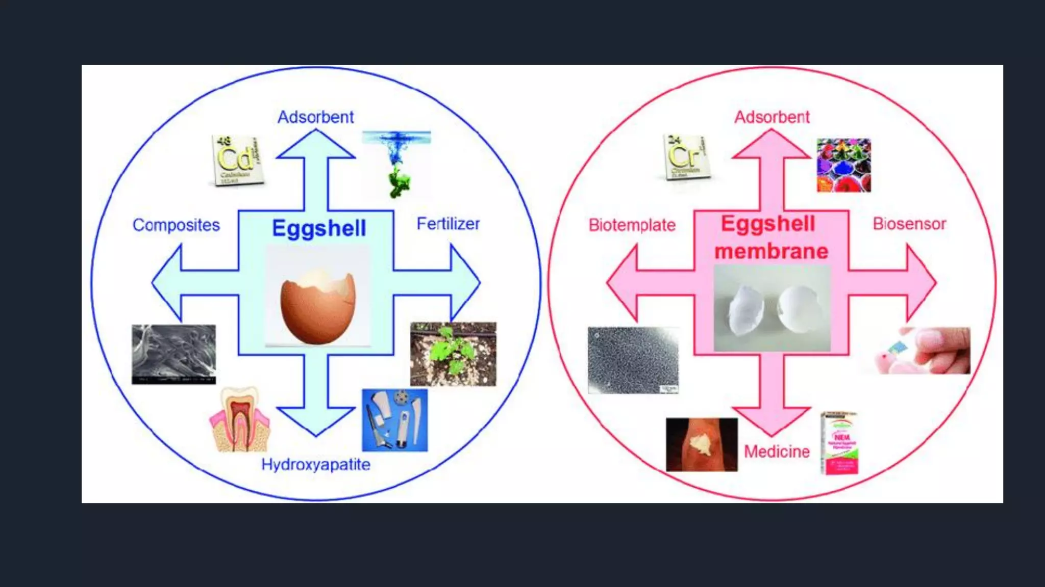 Eggshell membrane | PPT