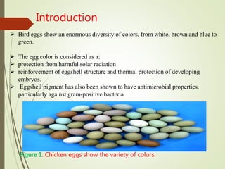 Egg shell color | PPT