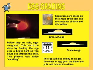 PARTS OF THE EggSs AND ITS DESCRIPTION.ppt