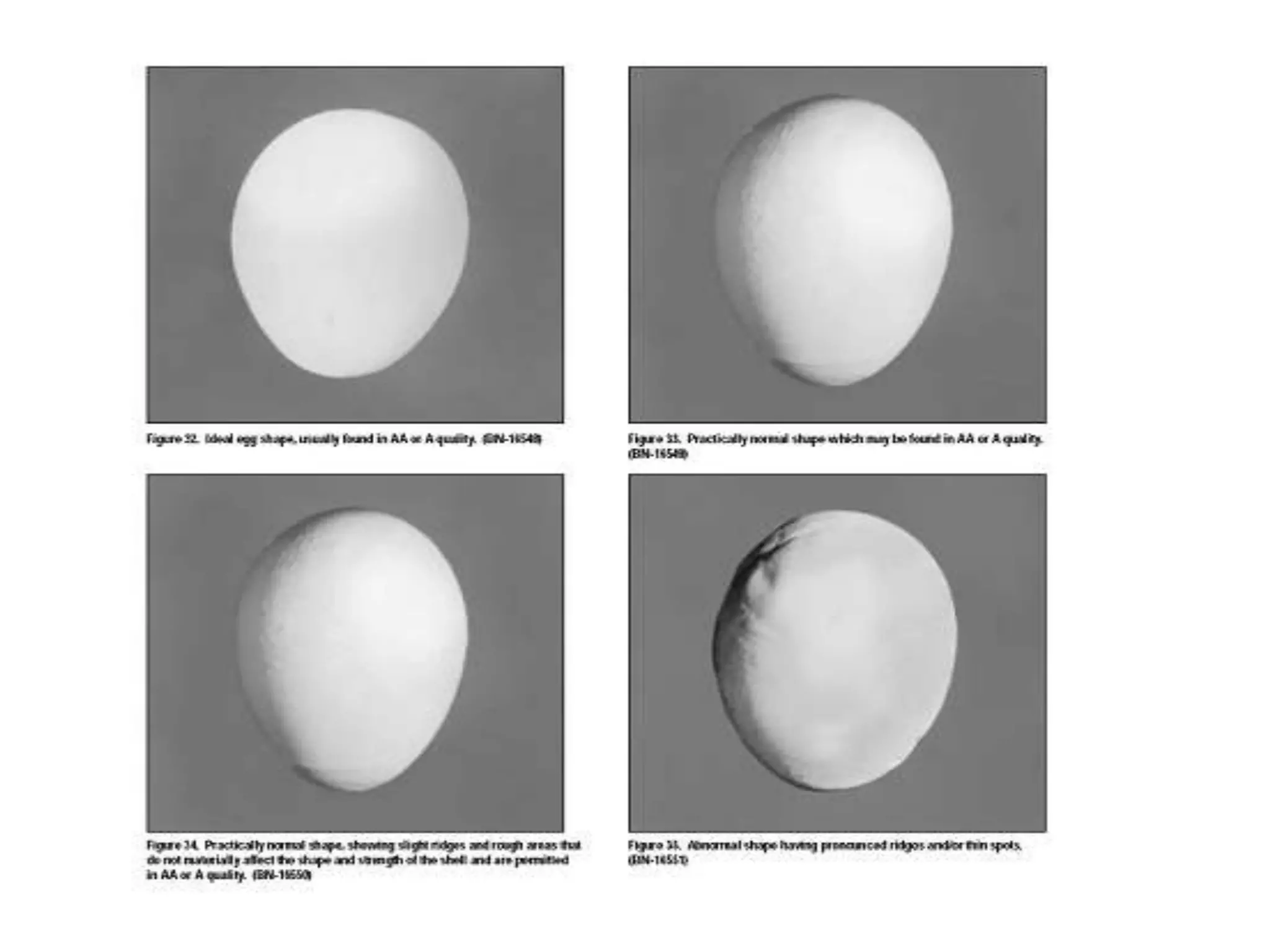Egg structure | PPTX