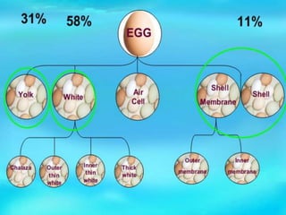 Egg structure | PPTX