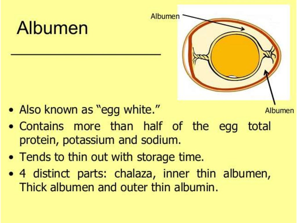 egg-structure