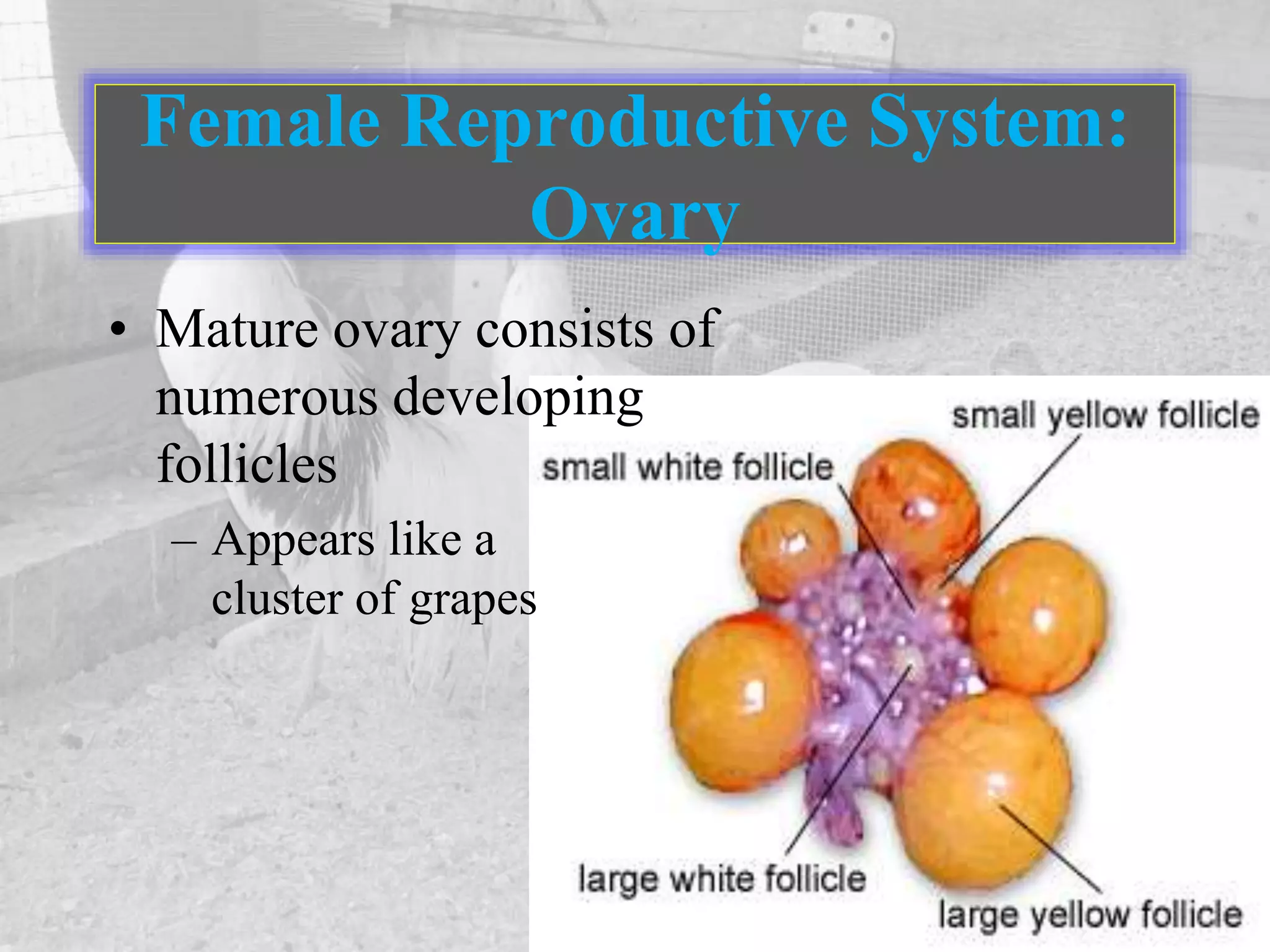 Egg structure and chemical composition | PPTX