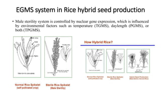 Environmental sensitive genetic male sterility | PDF