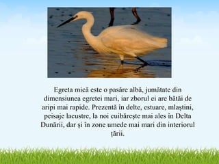 Egreta mica | PPTX