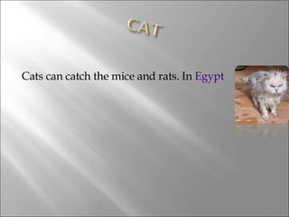 Egyptian Animals | PPT