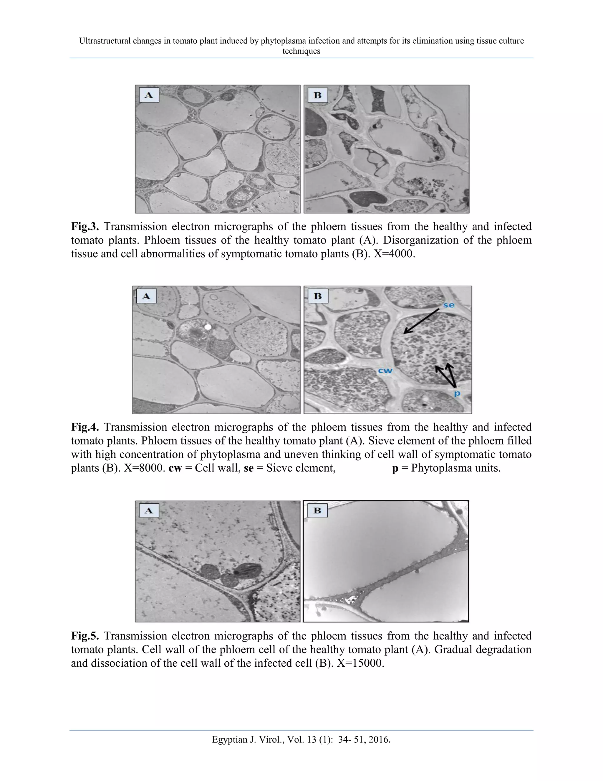 Ultrastructural changes in tomato plant induced by phytoplasma ...