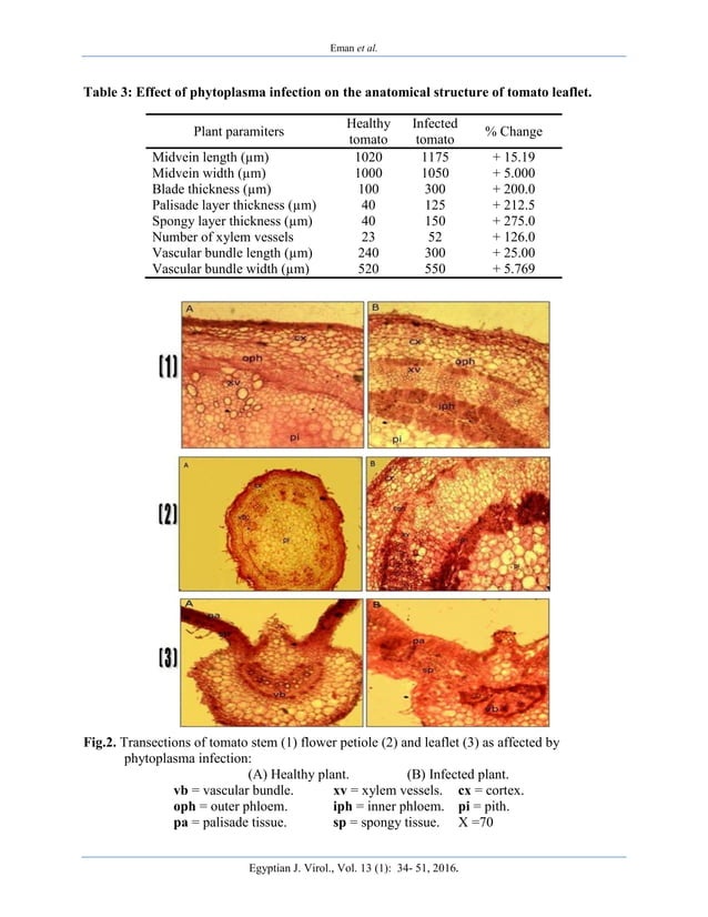 Ultrastructural changes in tomato plant induced by phytoplasma ...