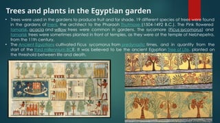 Egyptian Style of Garden: A Timeless Legacy of Green Spaces | PPTX
