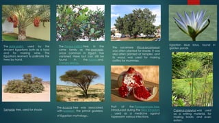 Egyptian Style of Garden: A Timeless Legacy of Green Spaces | PPTX