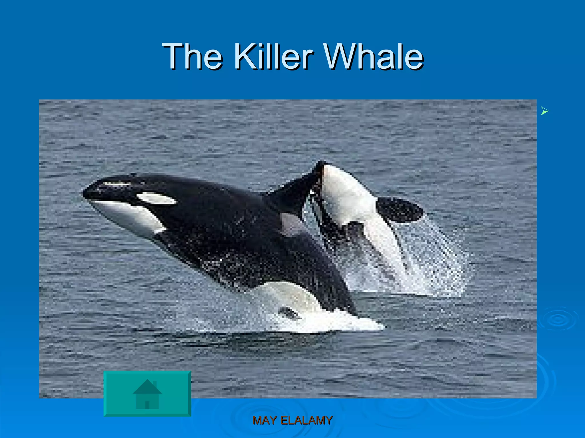 LESSON //Sea animals | PPT