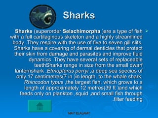 LESSON //Sea animals | PPT
