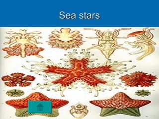 LESSON //Sea animals | PPT
