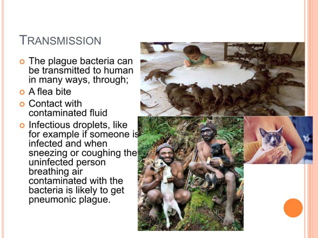 Eh203 infectious & lifestyle diseases-Plague by JOSHUA SELI | PPTX