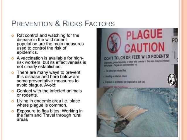 Eh203 infectious & lifestyle diseases-Plague by JOSHUA SELI | PPTX