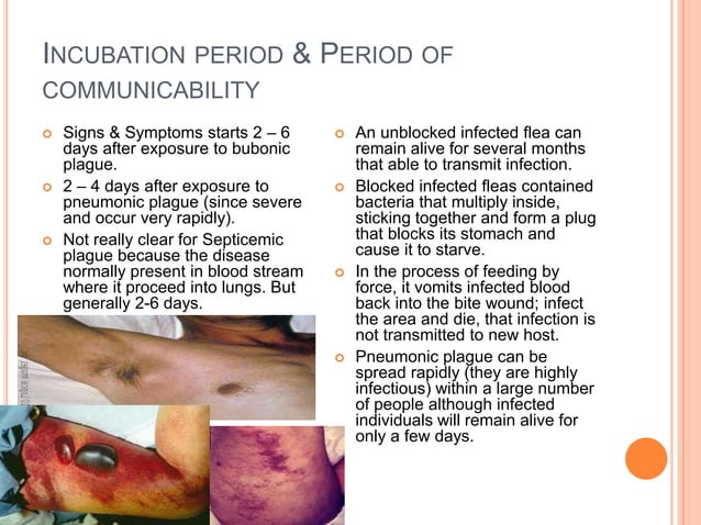 Eh203 infectious & lifestyle diseases-Plague by JOSHUA SELI | PPTX