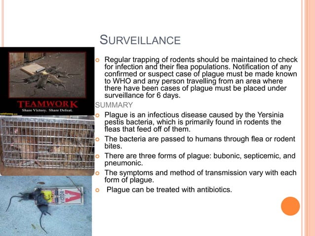 Eh203 infectious & lifestyle diseases-Plague by JOSHUA SELI | PPTX