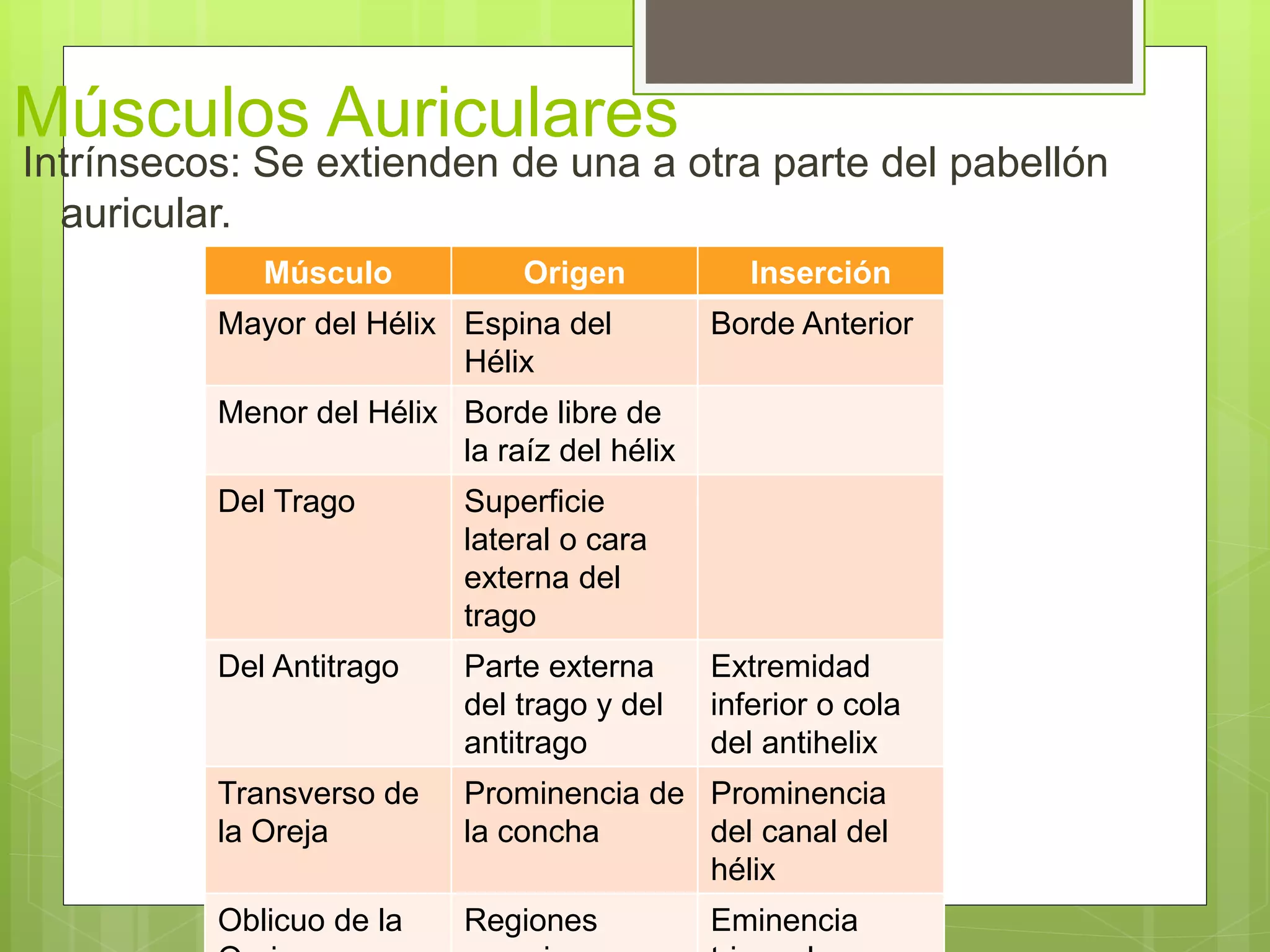 anatomia de las REGIONES OCCIPITOFRONTAL Y TEMPORAL, (oído) | PPTX ...