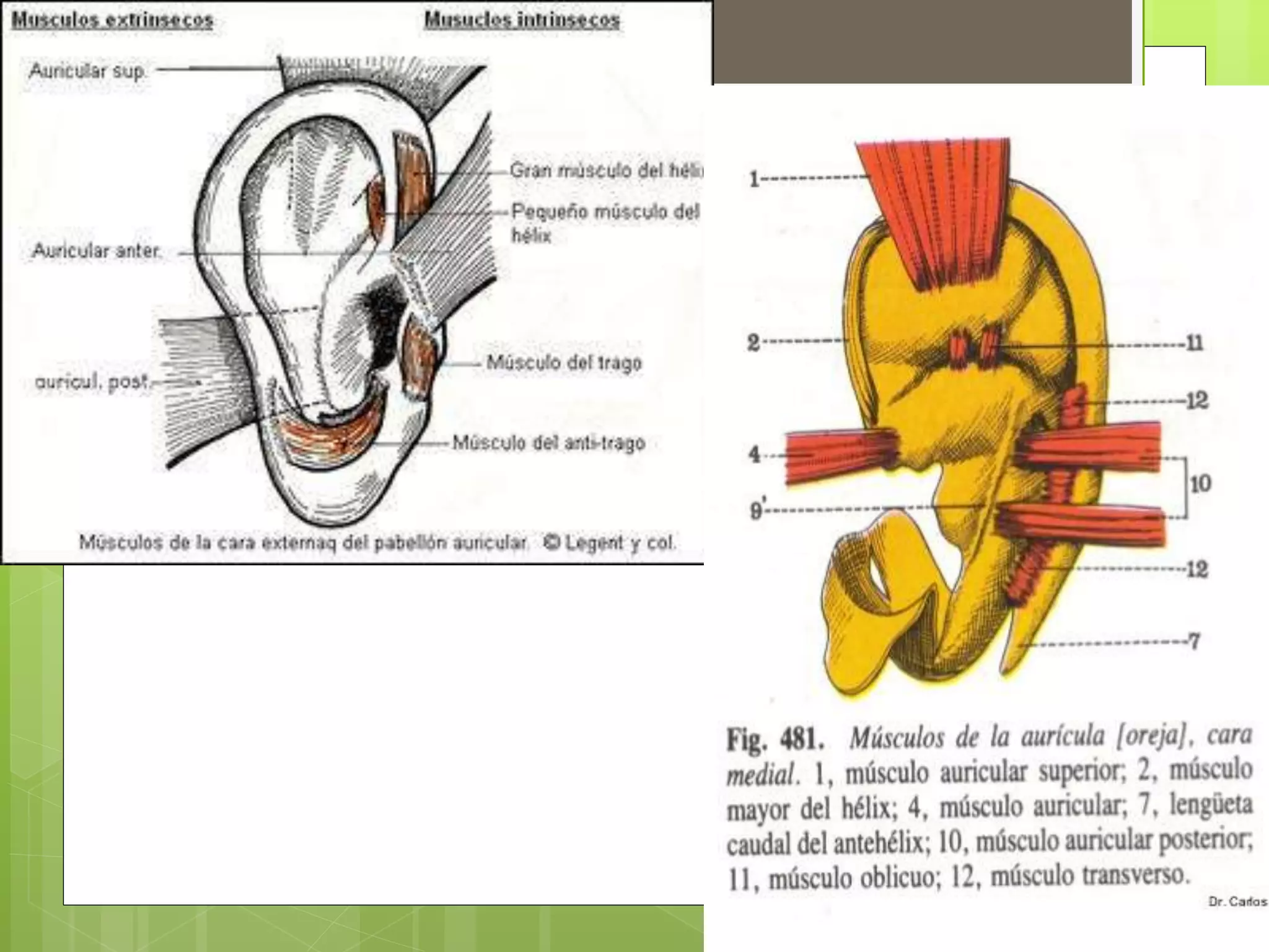 anatomia de las REGIONES OCCIPITOFRONTAL Y TEMPORAL, (oído) | PPTX ...