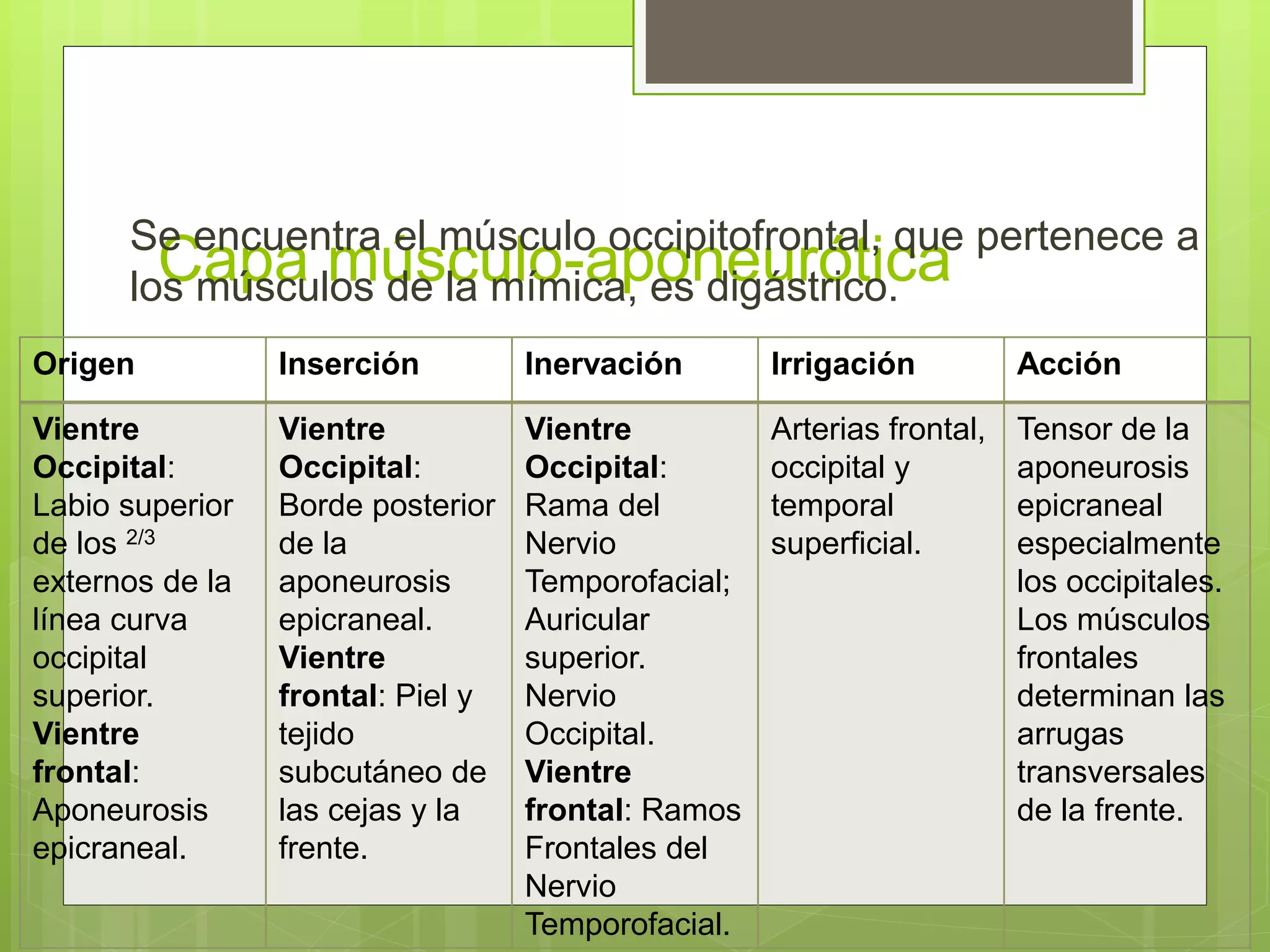 anatomia de las REGIONES OCCIPITOFRONTAL Y TEMPORAL, (oído) | PPTX ...